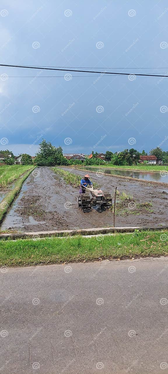 Plowing a paddy field editorial stock image. Image of addition - 261686954