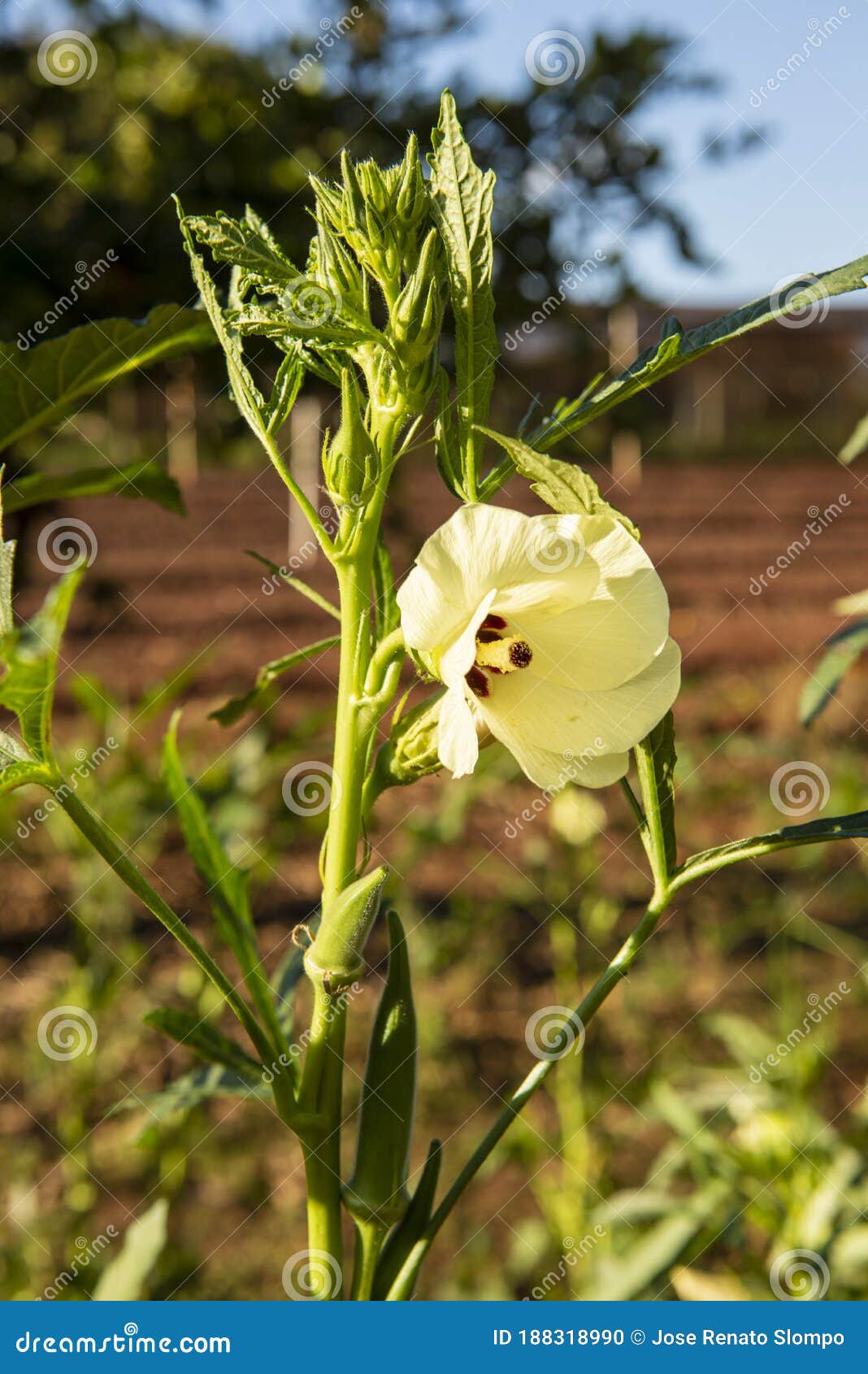 Plowing with Plants Producing Okra Stock Photo - Image of green, edible ...