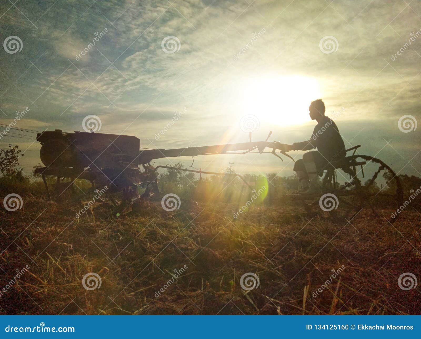 Plowman imagen editorial. Imagen de planta, agricultura - 134125160