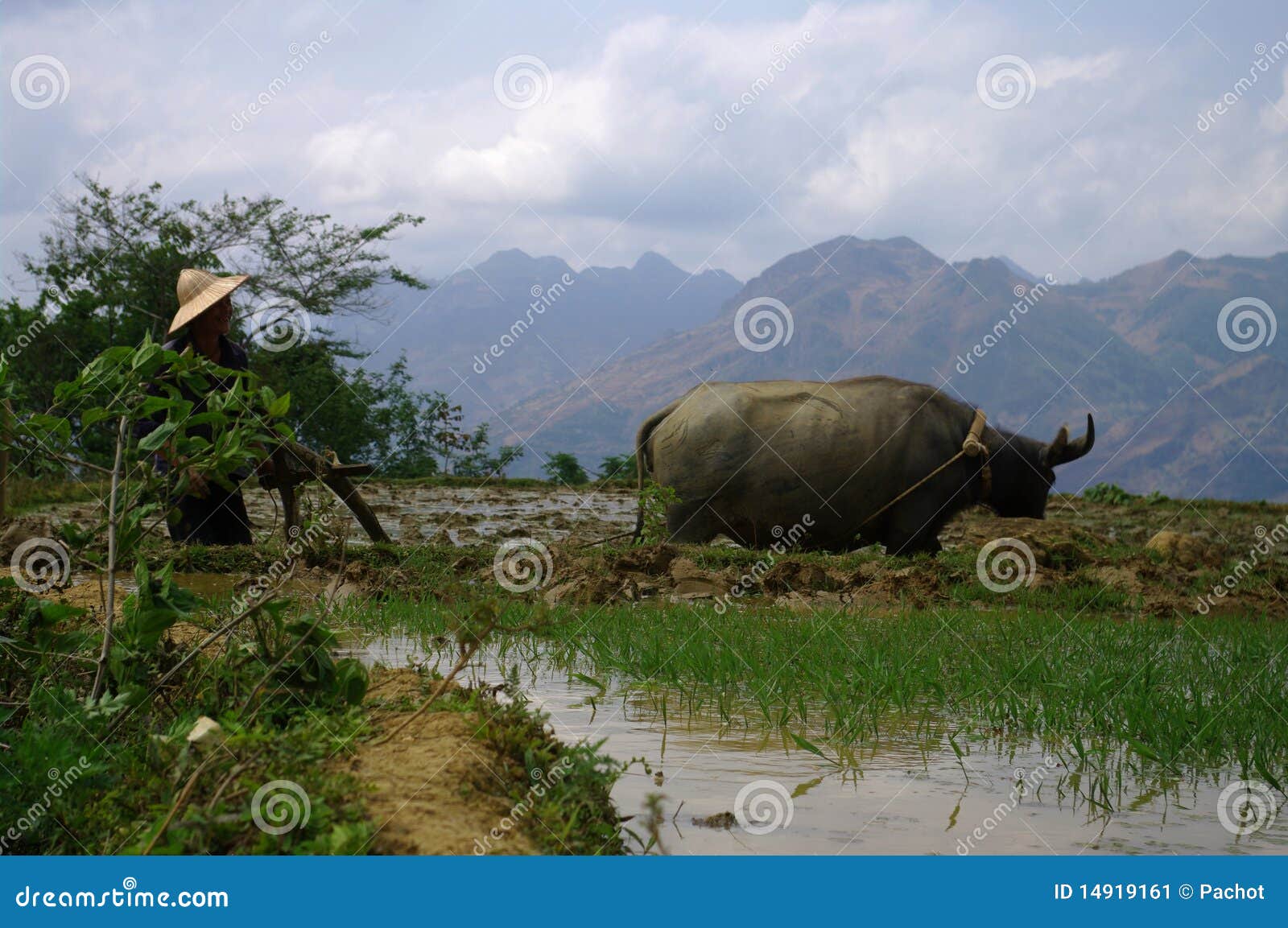 Plowman stock image. Image of arms, vietnam, mountain - 14919161