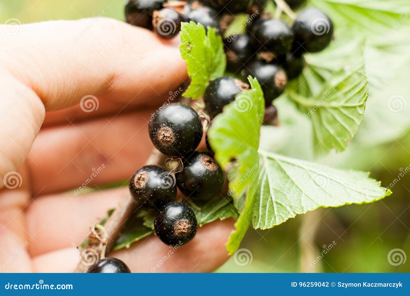 Pluck Blackcurrant Fruit on the Bush. Harvest of Ripe Fluffy ...