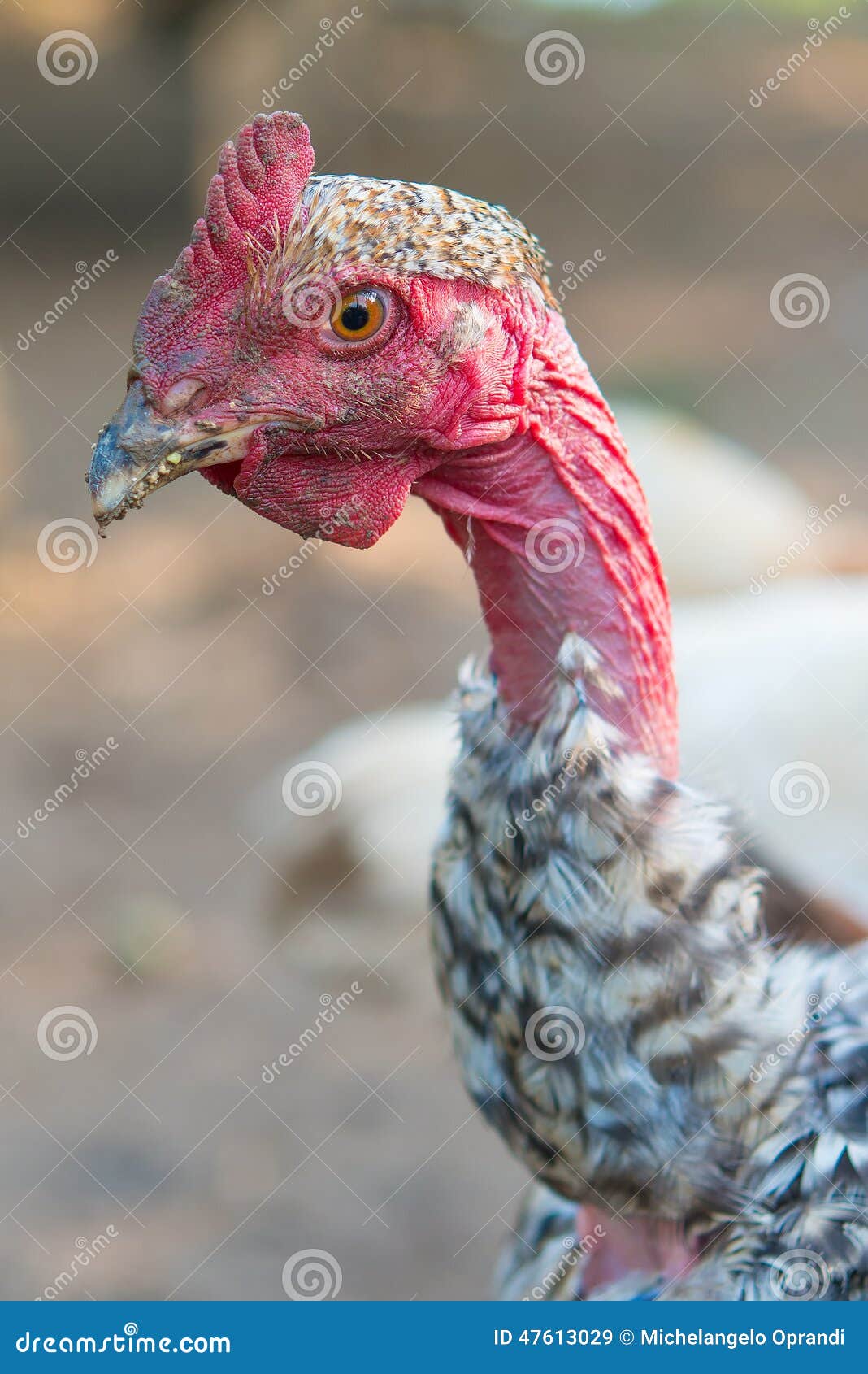 Plucked chicken stock image. Image of brown, bird, details - 47613029