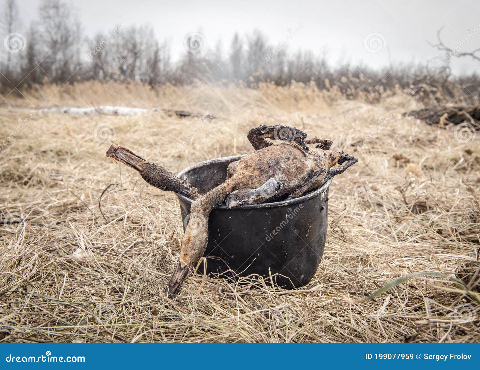 Plucked Ducks Stock Photos - Free & Royalty-Free Stock Photos from ...