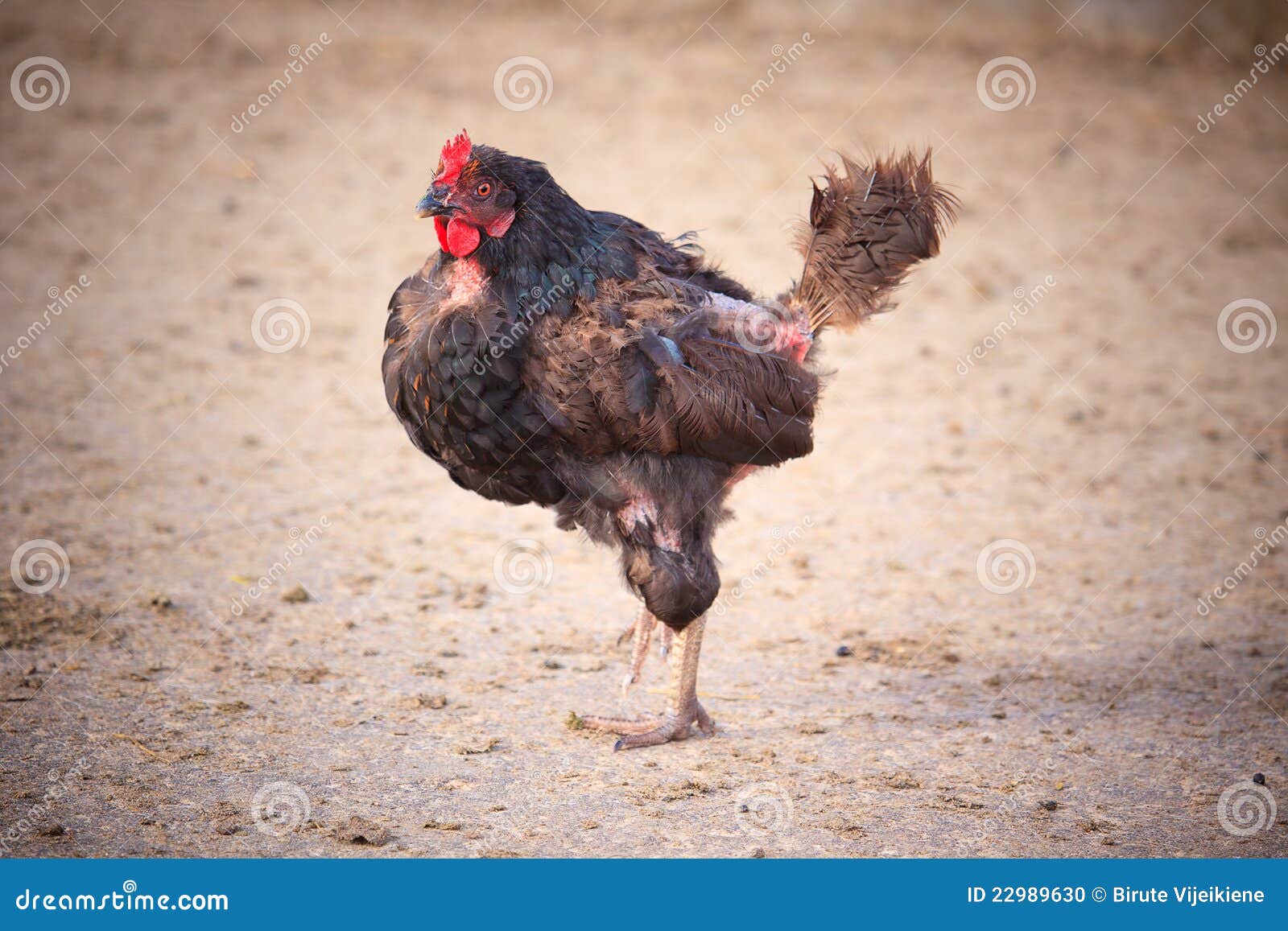 Plucked rooster stock photo. Image of head, agriculture - 22989630
