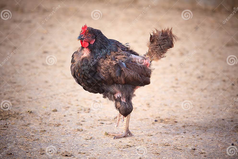 Plucked rooster stock photo. Image of head, agriculture - 22989630