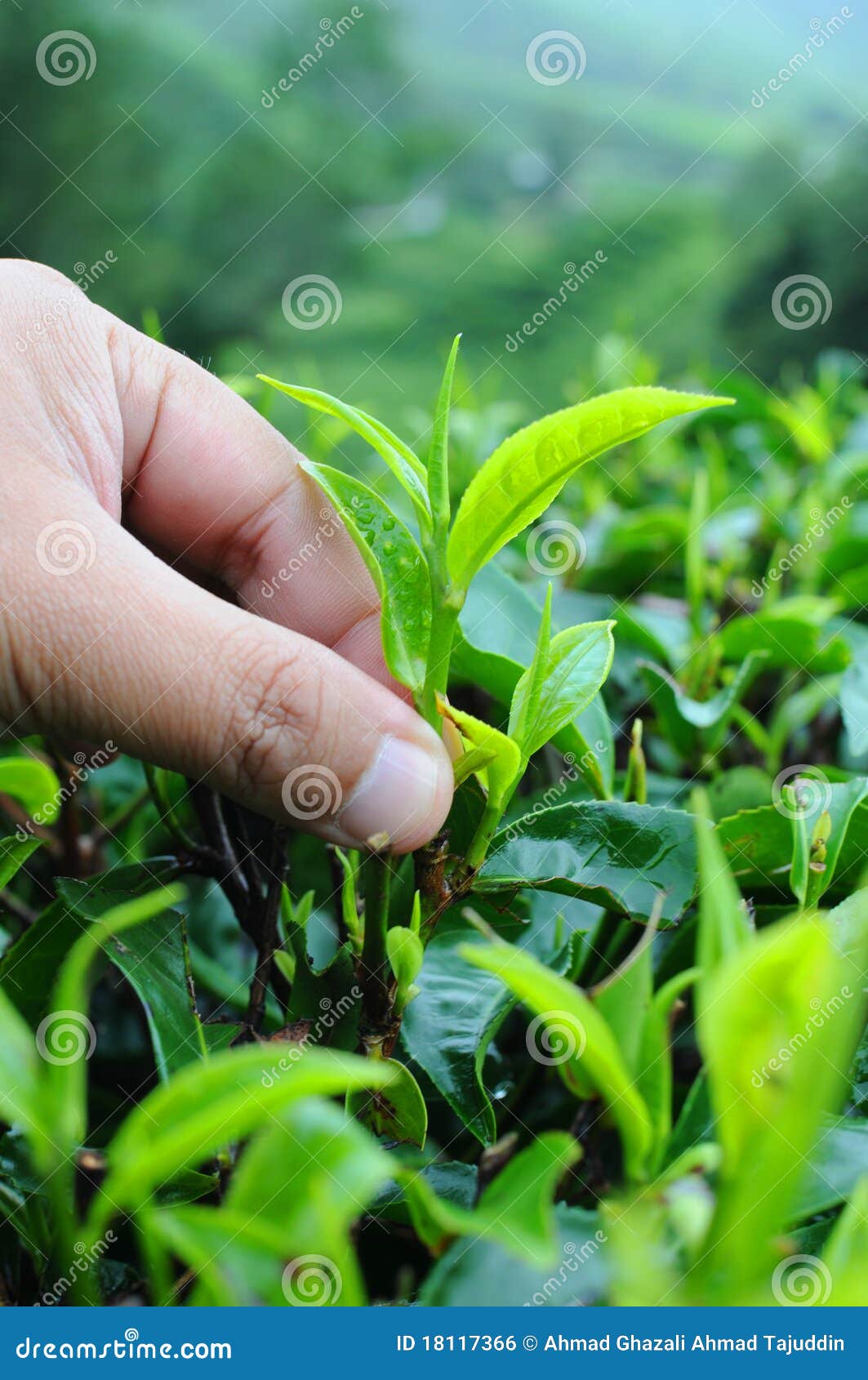 Plucking tea leaf stock photo. Image of close, drink - 18117366