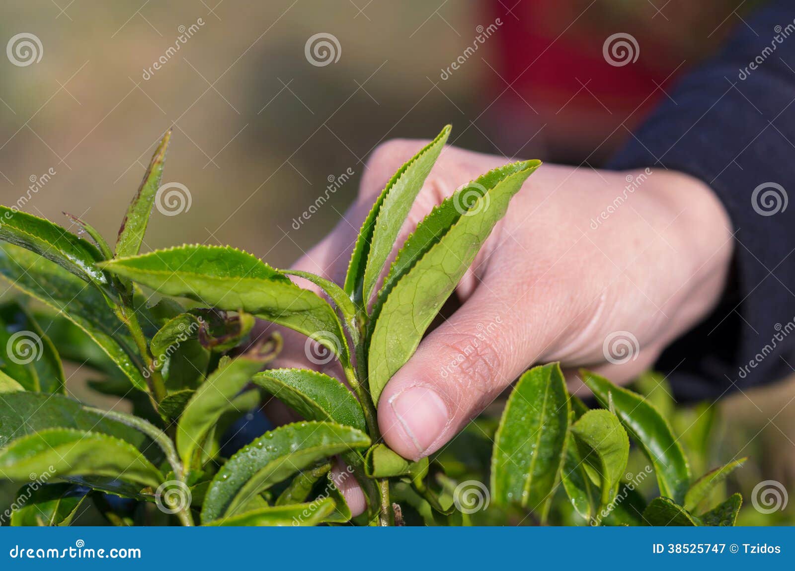 Plucking tea leaf by hand stock image. Image of background - 38525747