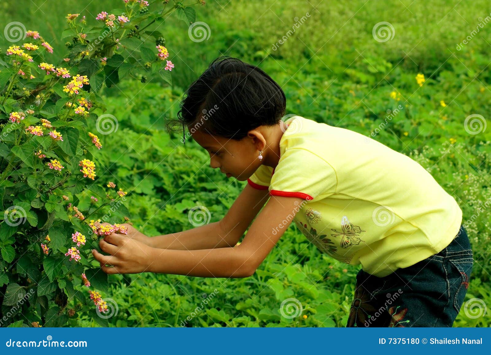 Plucking the wild flowers stock photo. Image of expression - 7375180