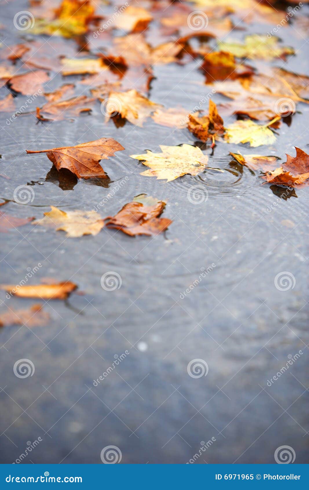 Pluie Au Sol De Lame D'automne Image stock - Image du nature, liquide ...