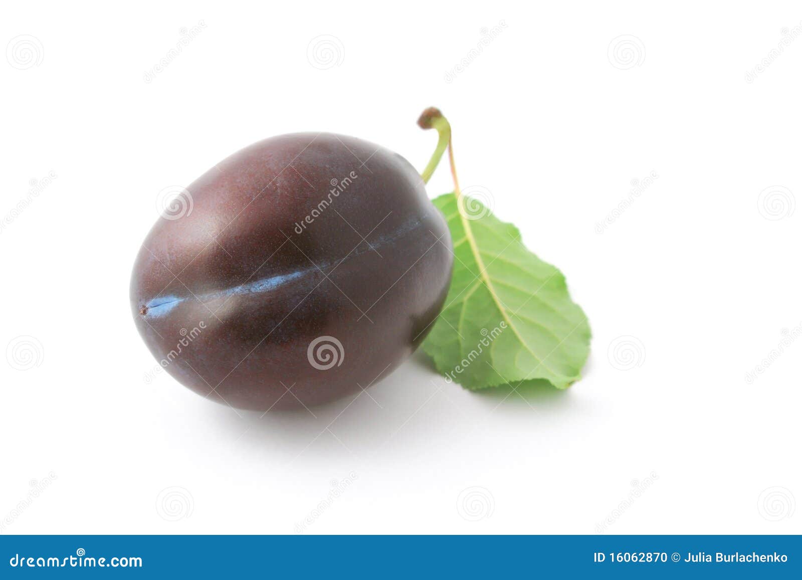Pluim stock foto. Image of purper, oogst, vrucht, landbouw - 16062870
