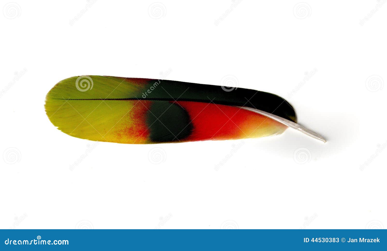 Pluim stock afbeelding. Image of dier, kleurrijk, gedupeerd - 44530383