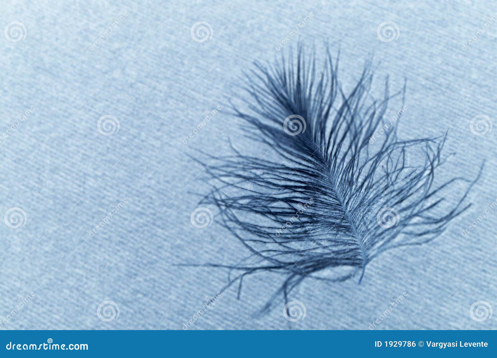 Pluim Met Blauwe Achtergrond Stock Foto - Image of pluim, contrast: 1929786