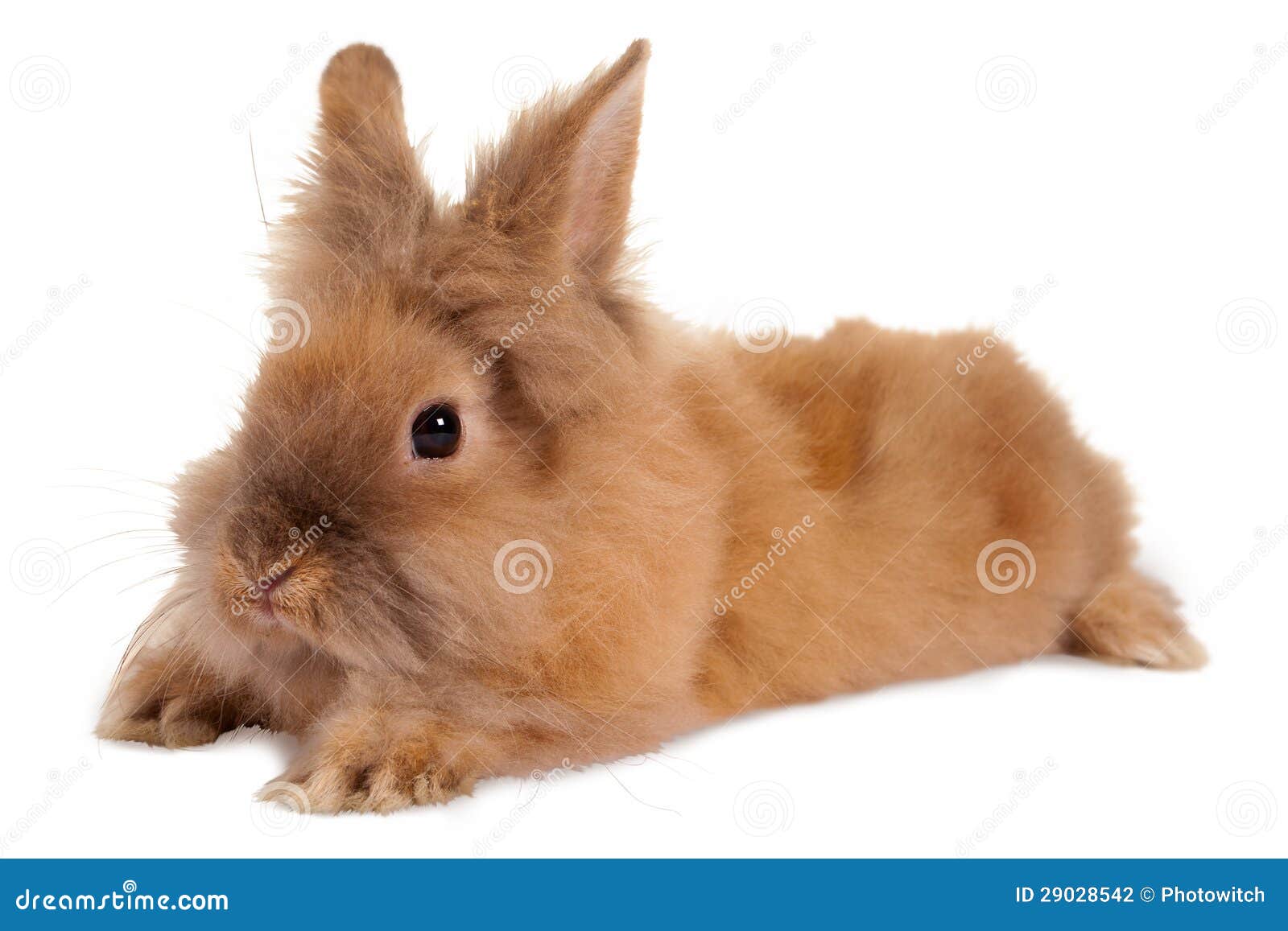 Pluizig konijn stock foto. Image of knipsel, klein, konijntje - 29028542