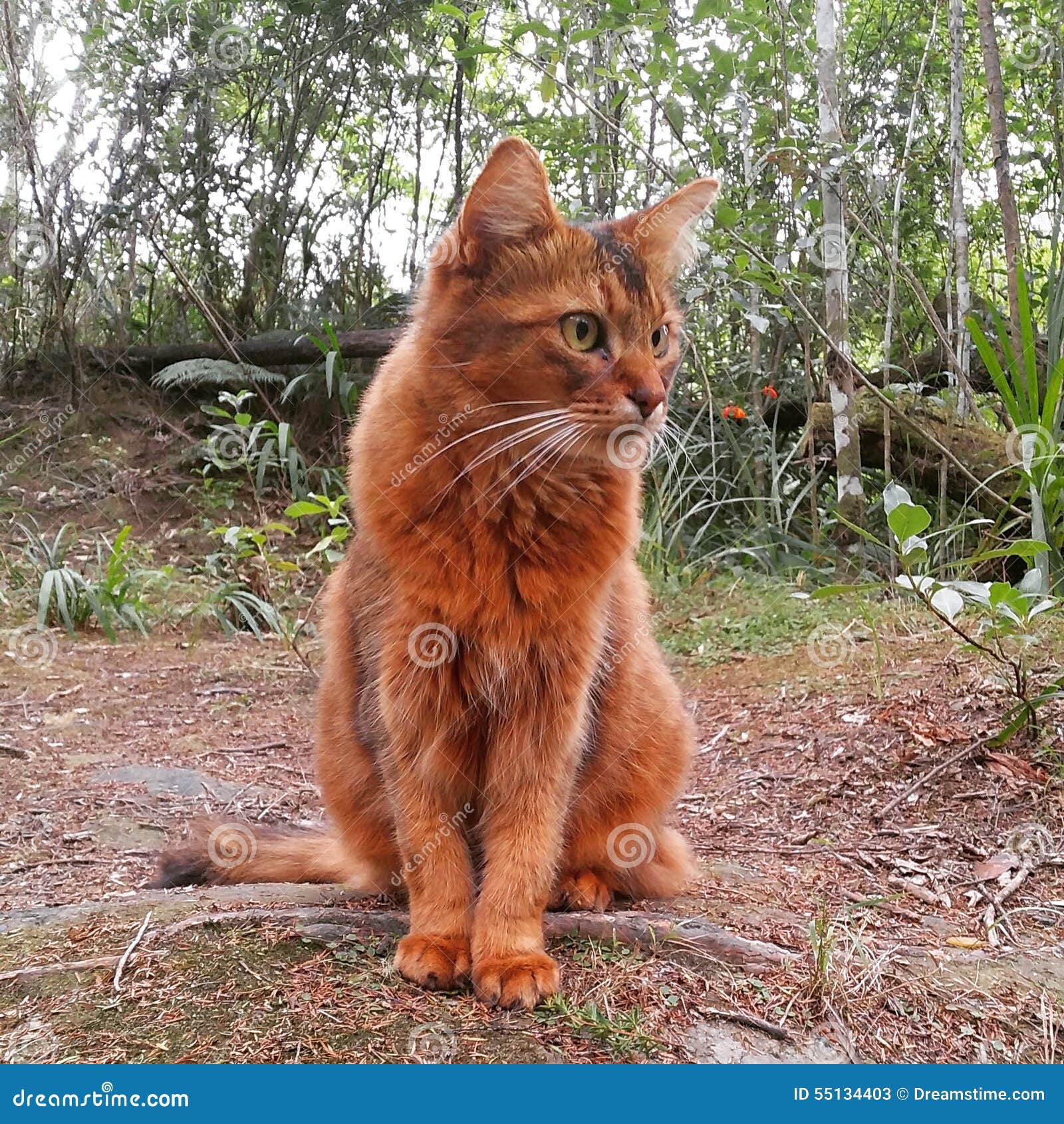 Rode Somalische Kat Buiten
