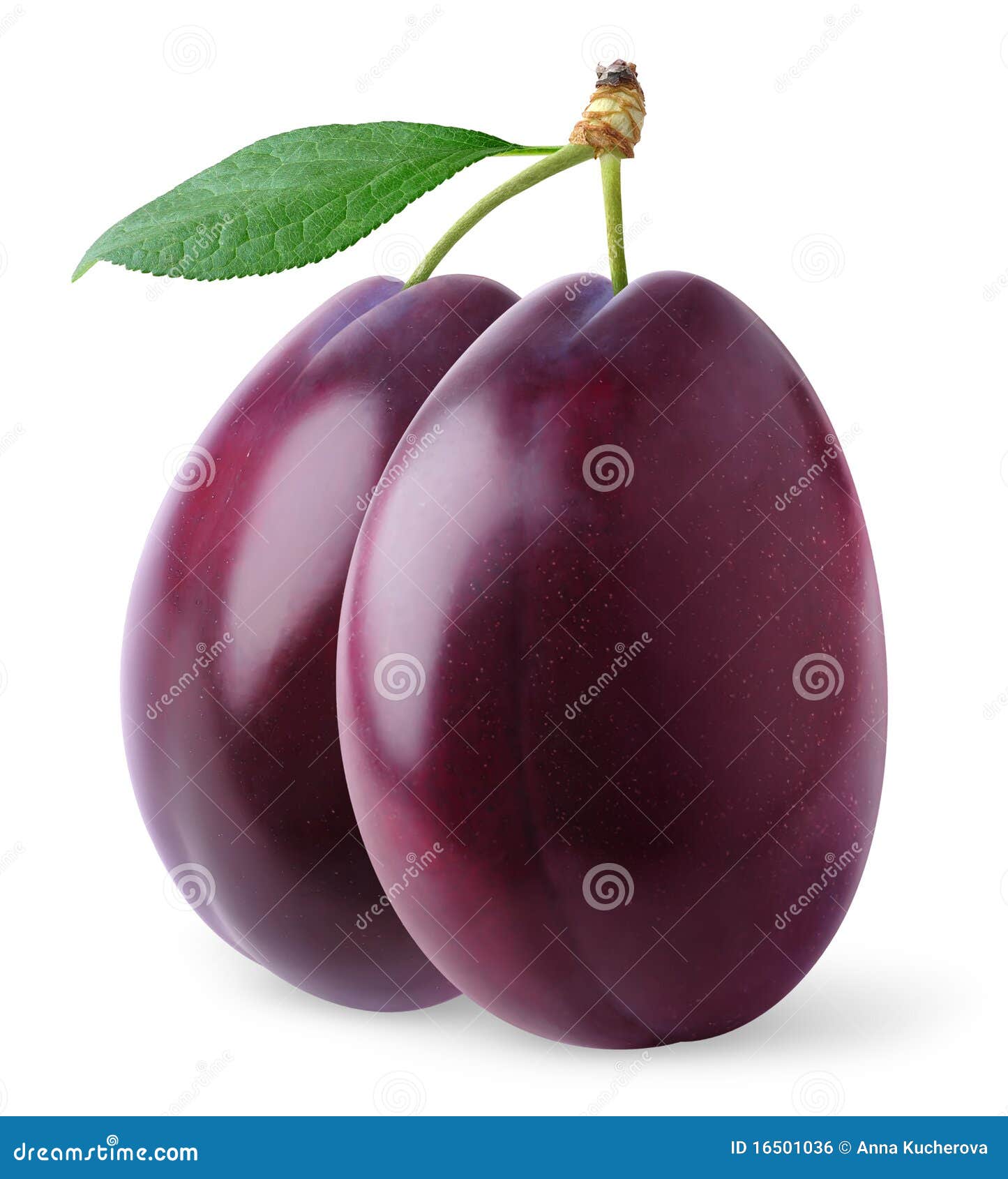 Isolated plums stock photo. Image of closeup, blue, cutout - 16501036