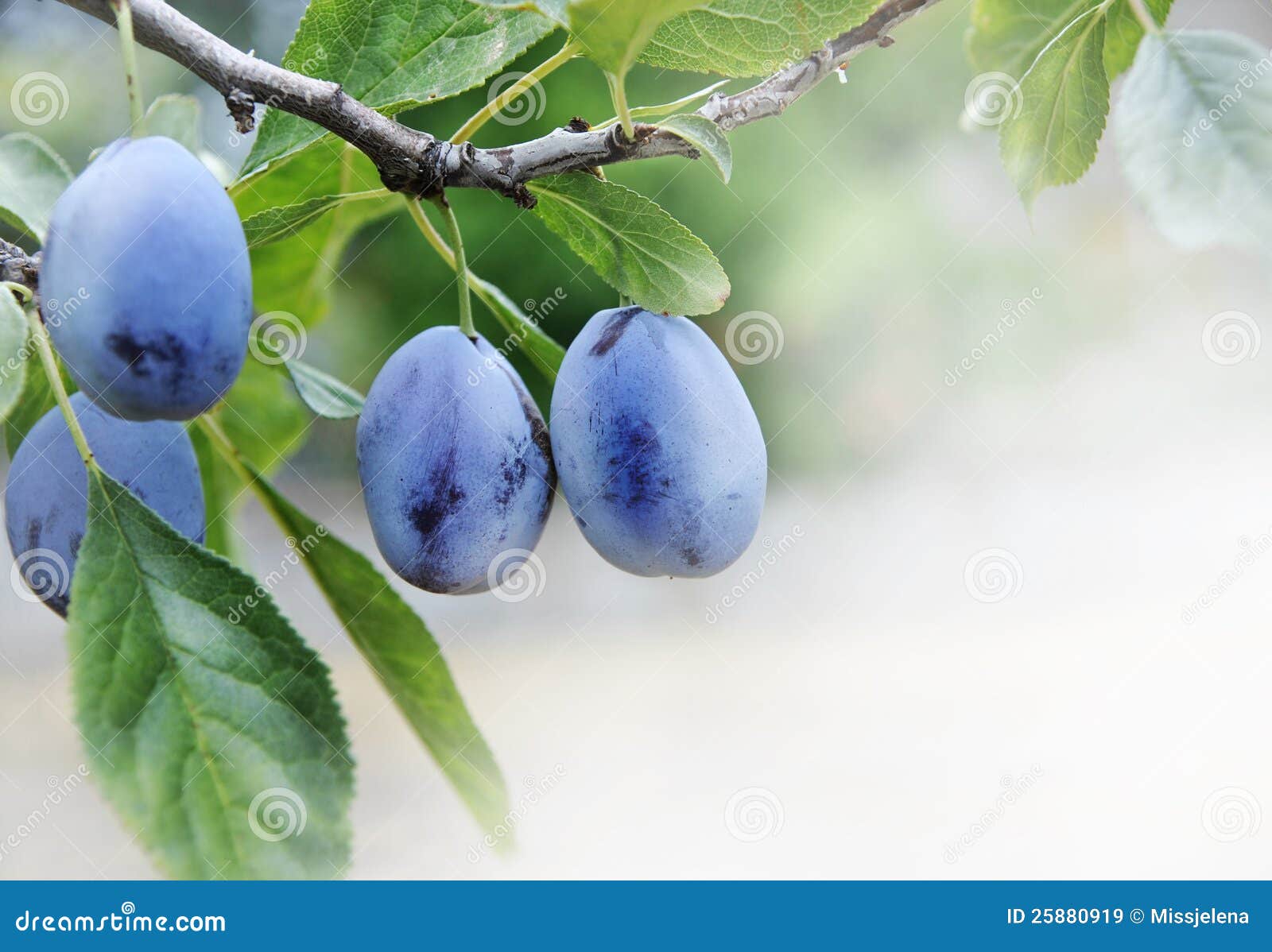Plum stock image. Image of healthy, crop, berry, harvest - 25880919