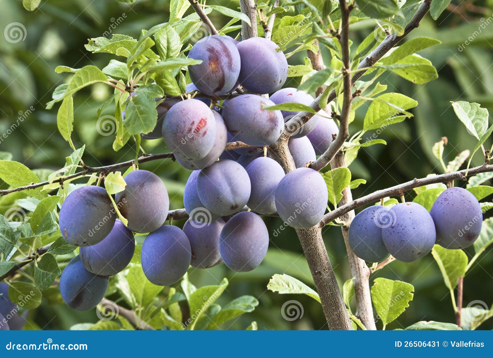 Plum stock image. Image of diet, outdoor, delicious, plant - 26506431