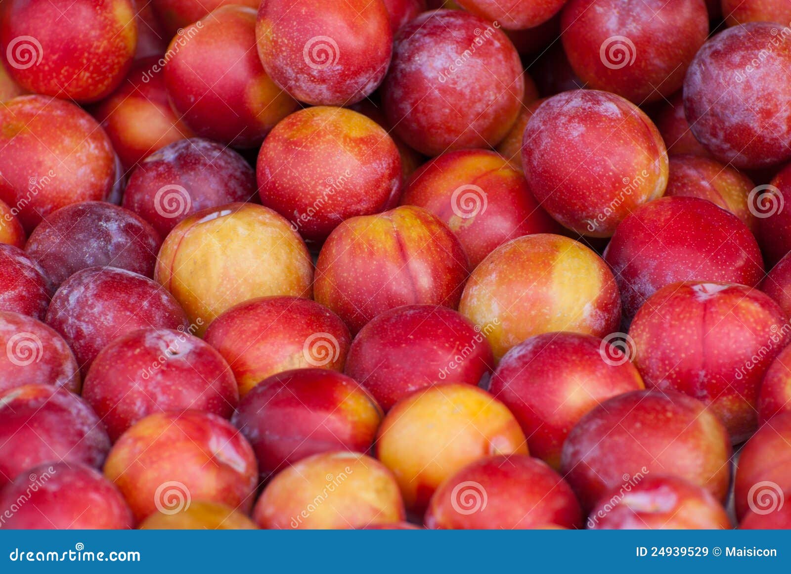 Plum, background. stock image. Image of colourful, dessert - 24939529