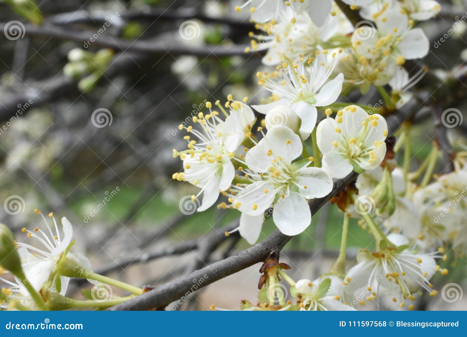 Plum blooms in the spring stock photo. Image of fruit - 111597568
