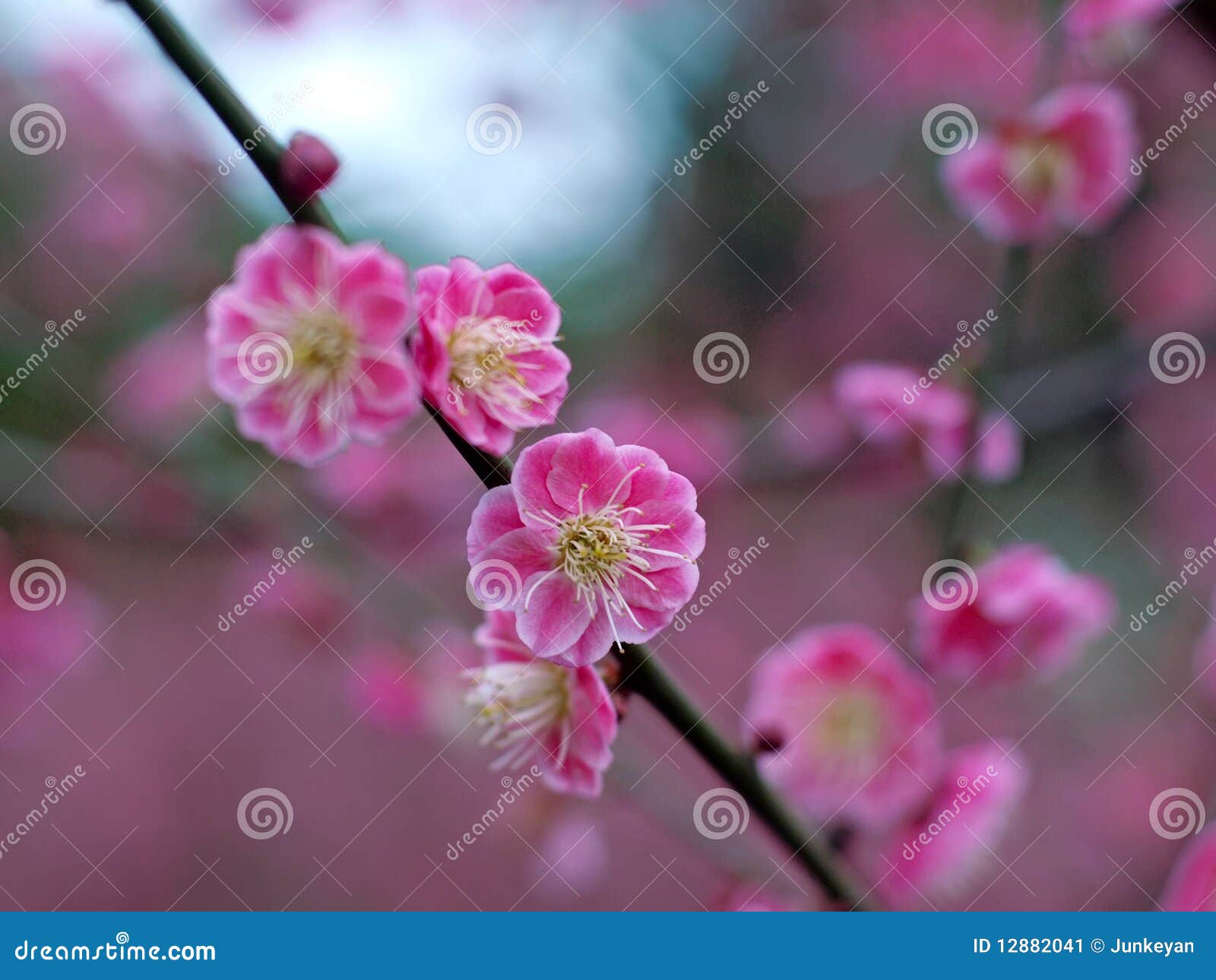 Plum blossom stock image. Image of petal, plants, plant - 12882041