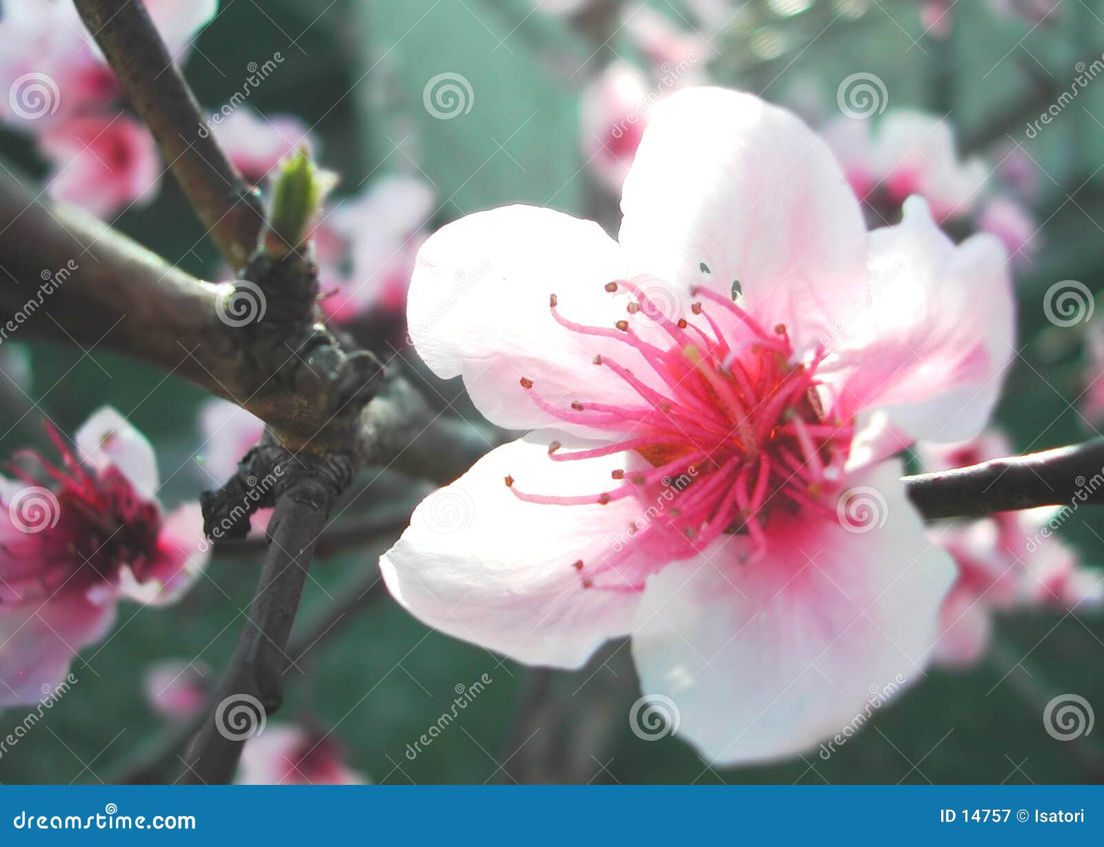 Plum Blossom stock image. Image of macro, plum, focus, flower - 14757