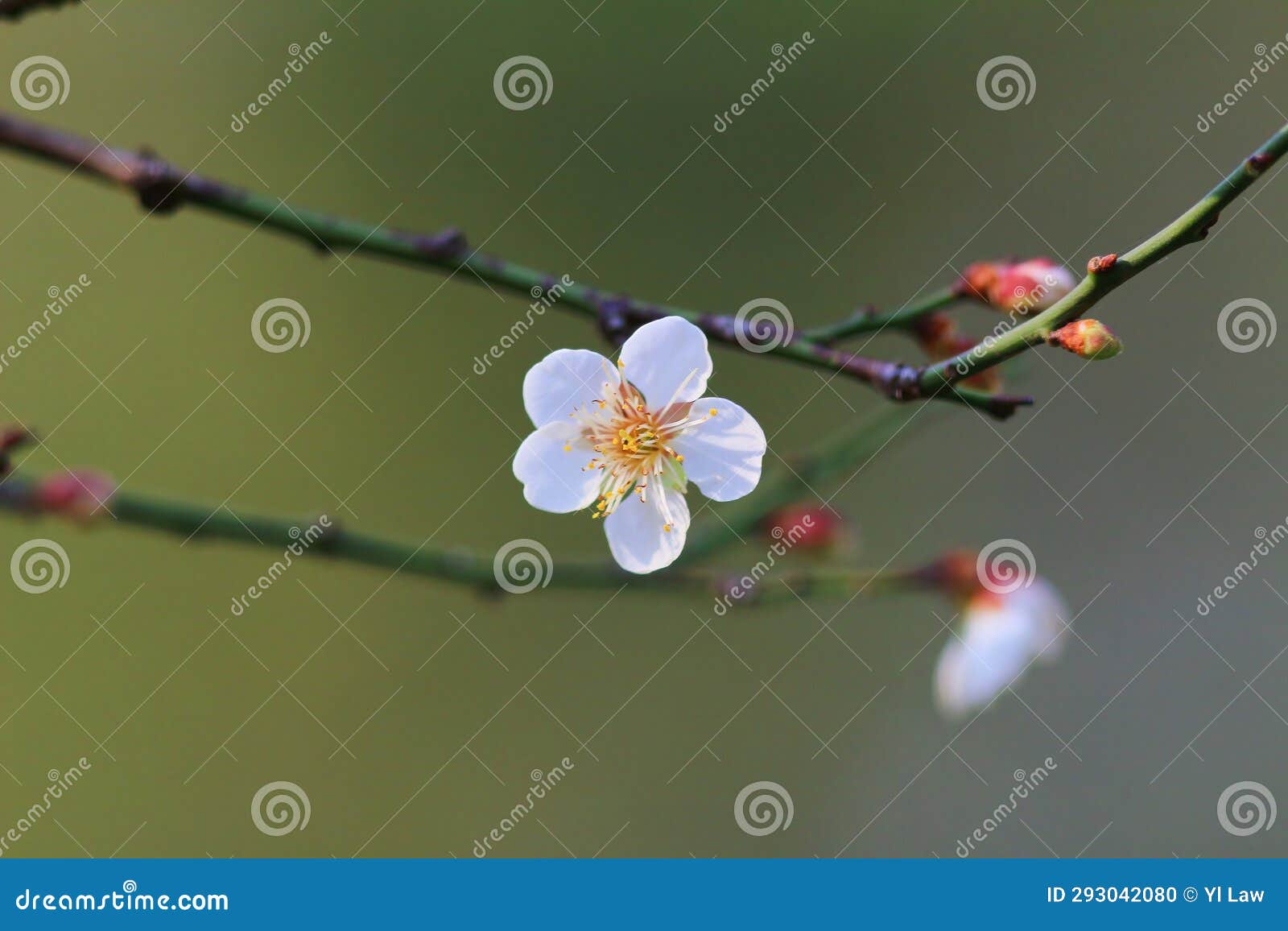 A Plum Blossom or Chinese Plum Flower Stock Photo - Image of prunus ...