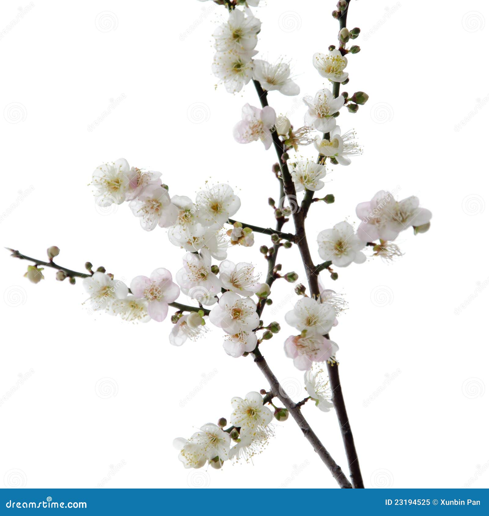 Plum blossom flower stock image. Image of bloom, mother - 23194525
