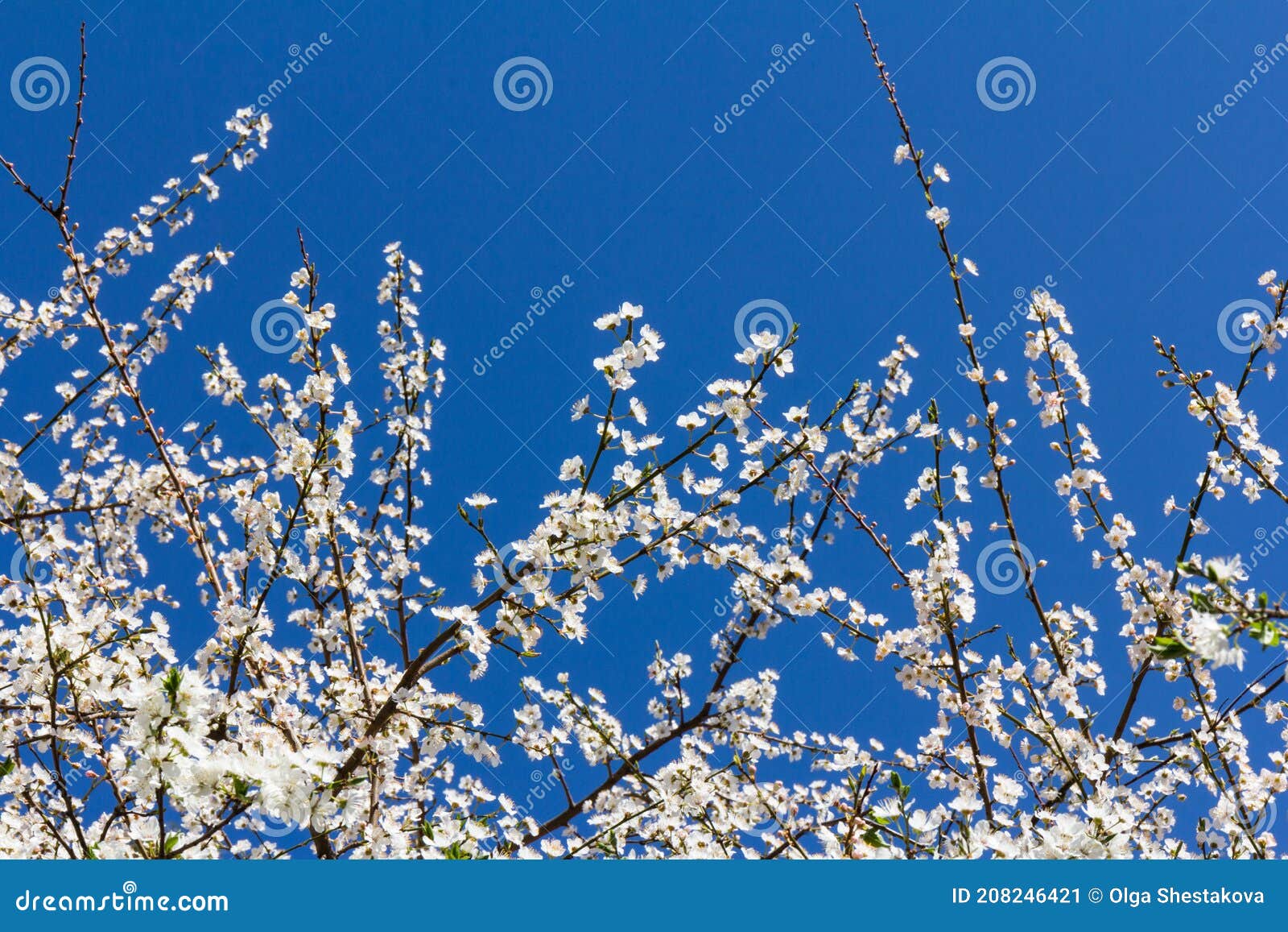 The Plum Blossom is the Flower Representing the Early Spring Stock ...