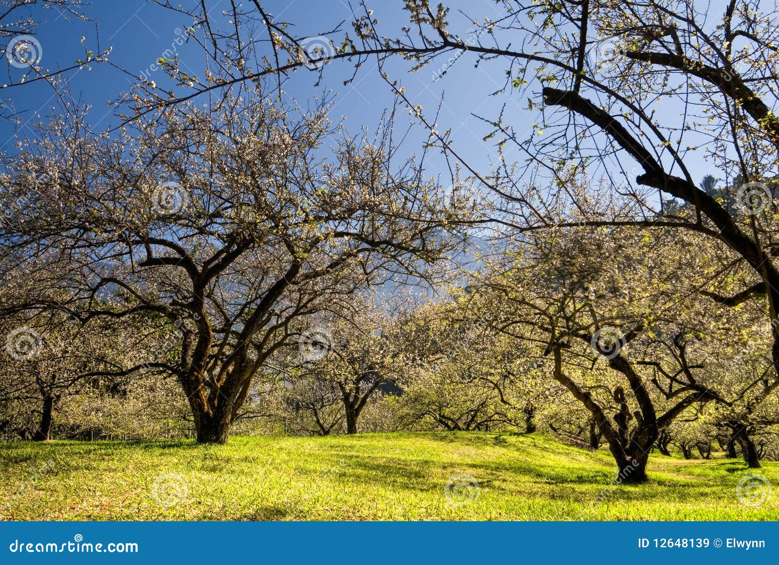 Plum blossom garden stock image. Image of fields, dense - 12648139
