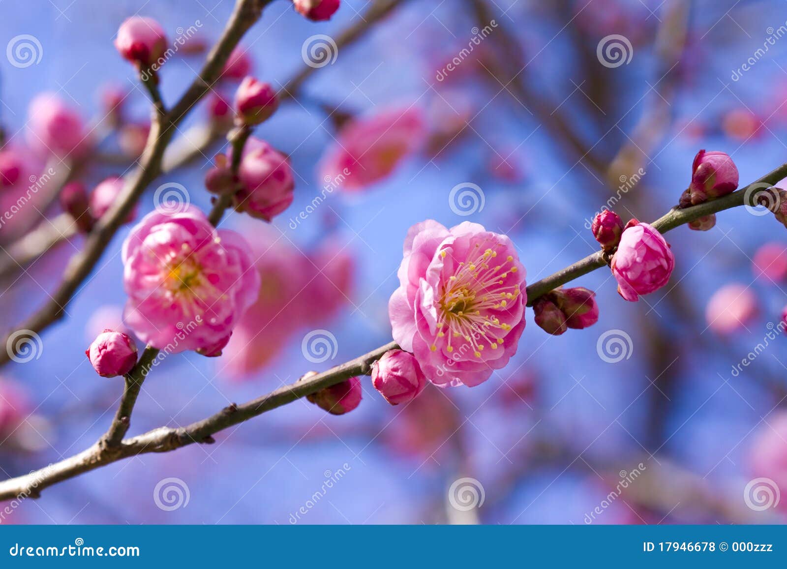 Plum Blossom Tree Royalty-Free Stock Photography | CartoonDealer.com ...