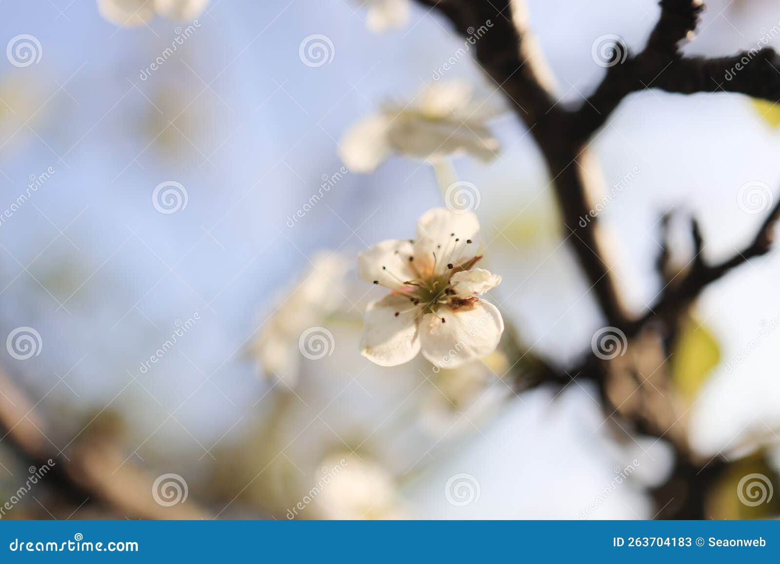 The Plum Bossom in the Winter Season Stock Image - Image of season ...