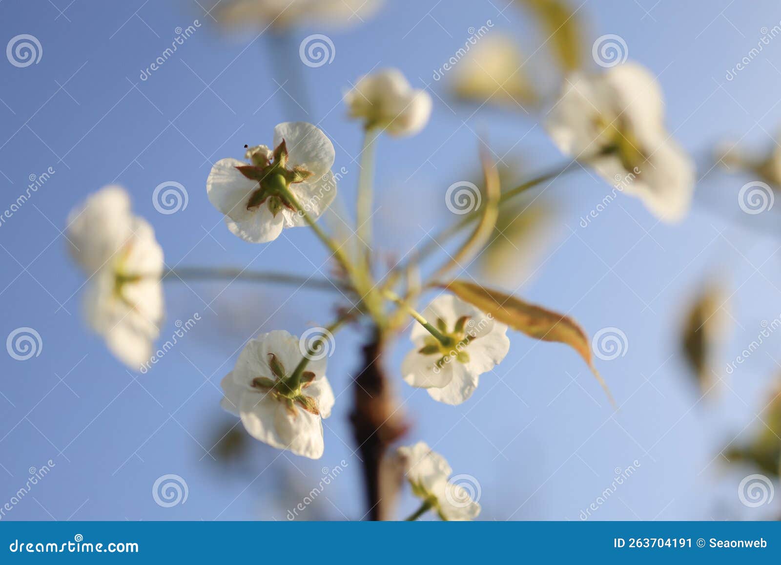 The Plum Bossom in the Winter Season Stock Image - Image of blossoming ...