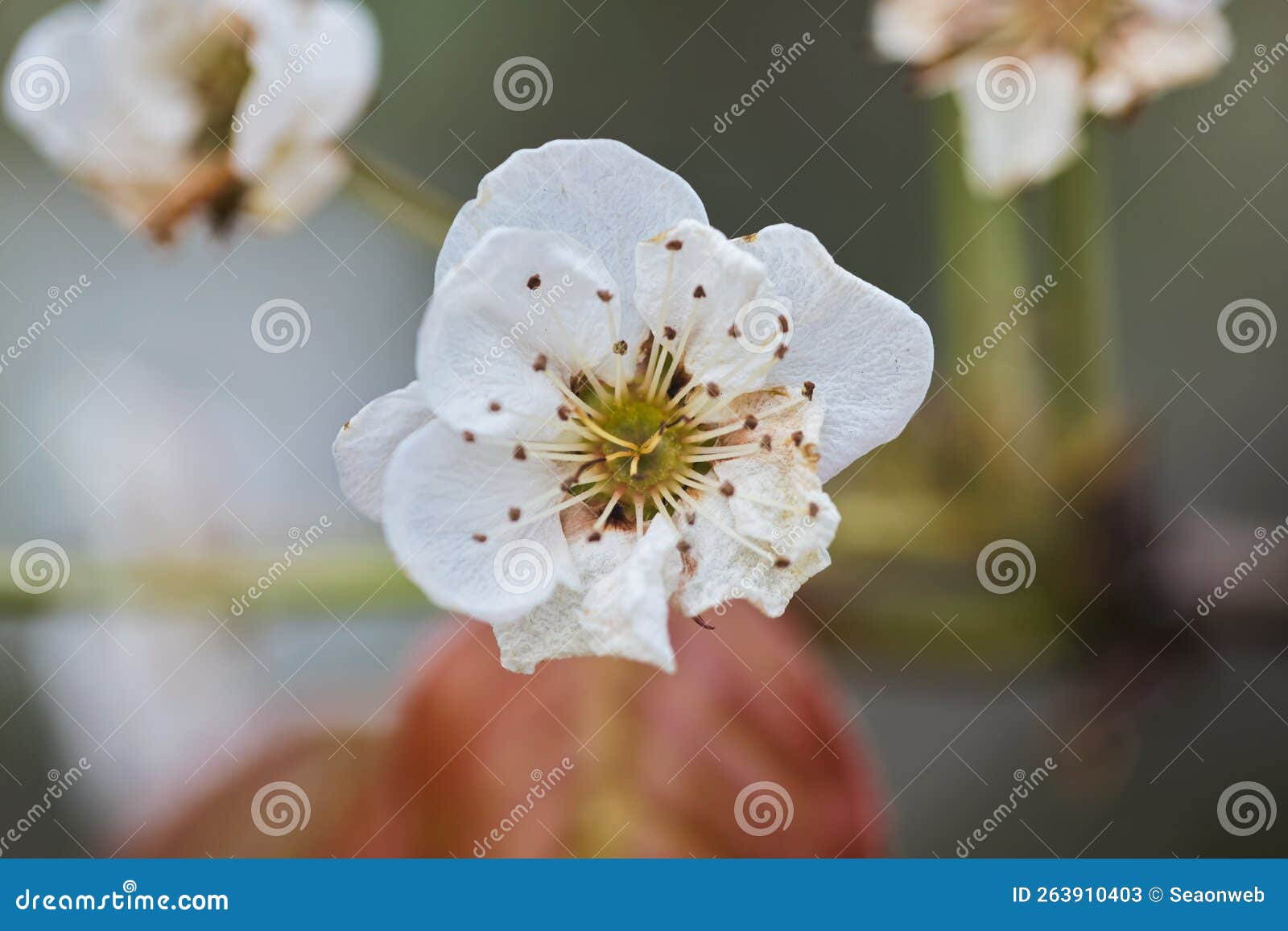The Plum Bossom in the Winter Season Stock Image - Image of blossoming ...