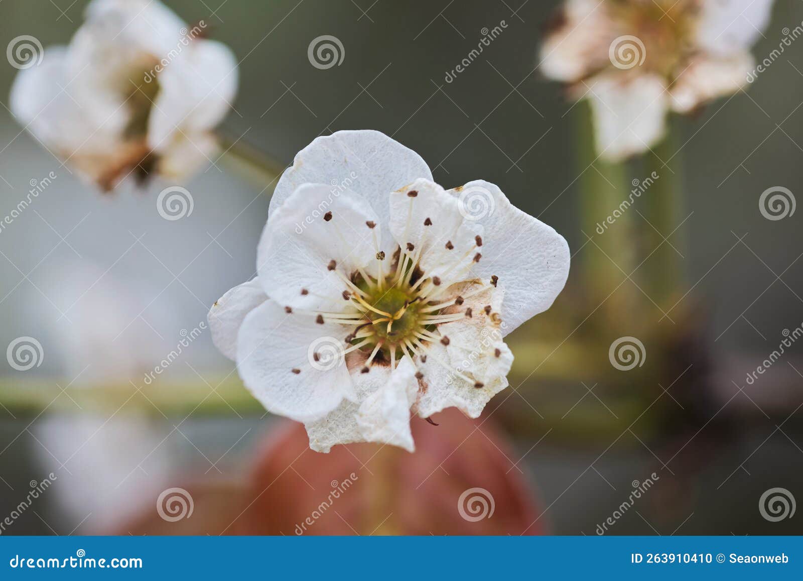 The Plum Bossom in the Winter Season Stock Photo - Image of cherry ...