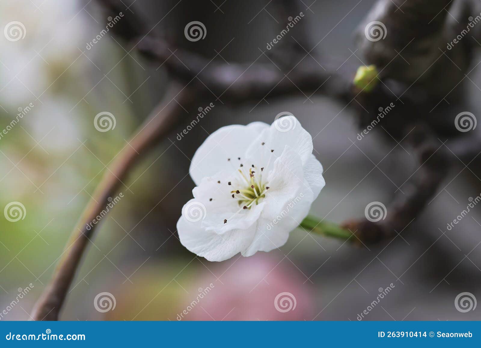 The Plum Bossom in the Winter Season Stock Photo - Image of spring ...