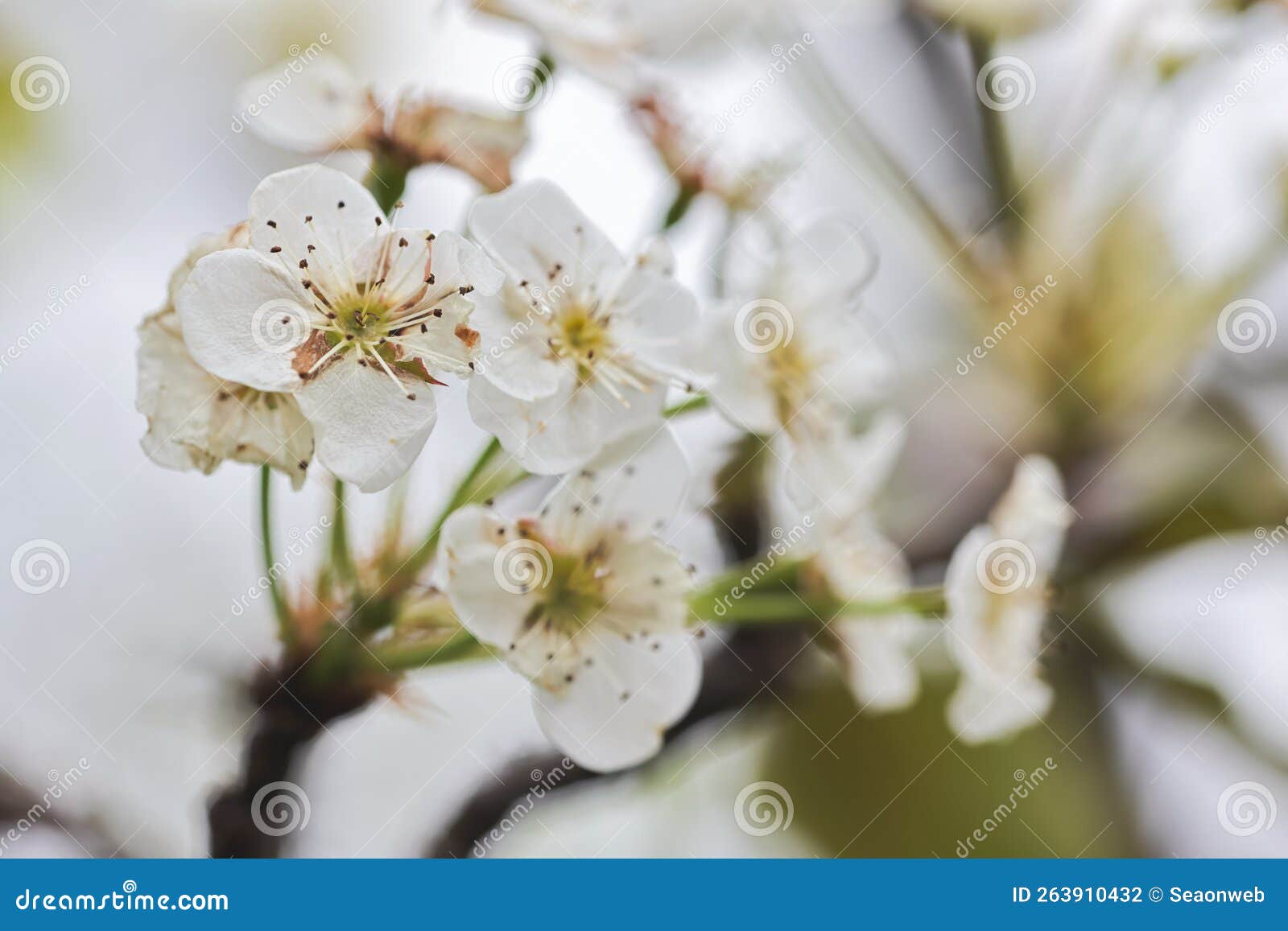 The Plum Bossom in the Winter Season Stock Photo - Image of blossom ...
