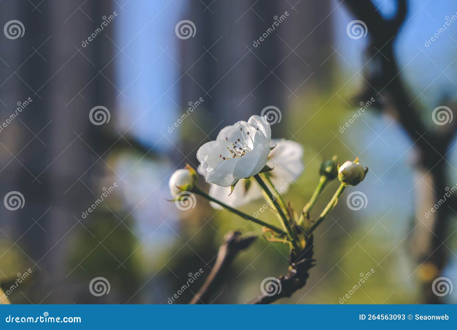 The Plum Bossom in the Winter Season Stock Image - Image of natural ...