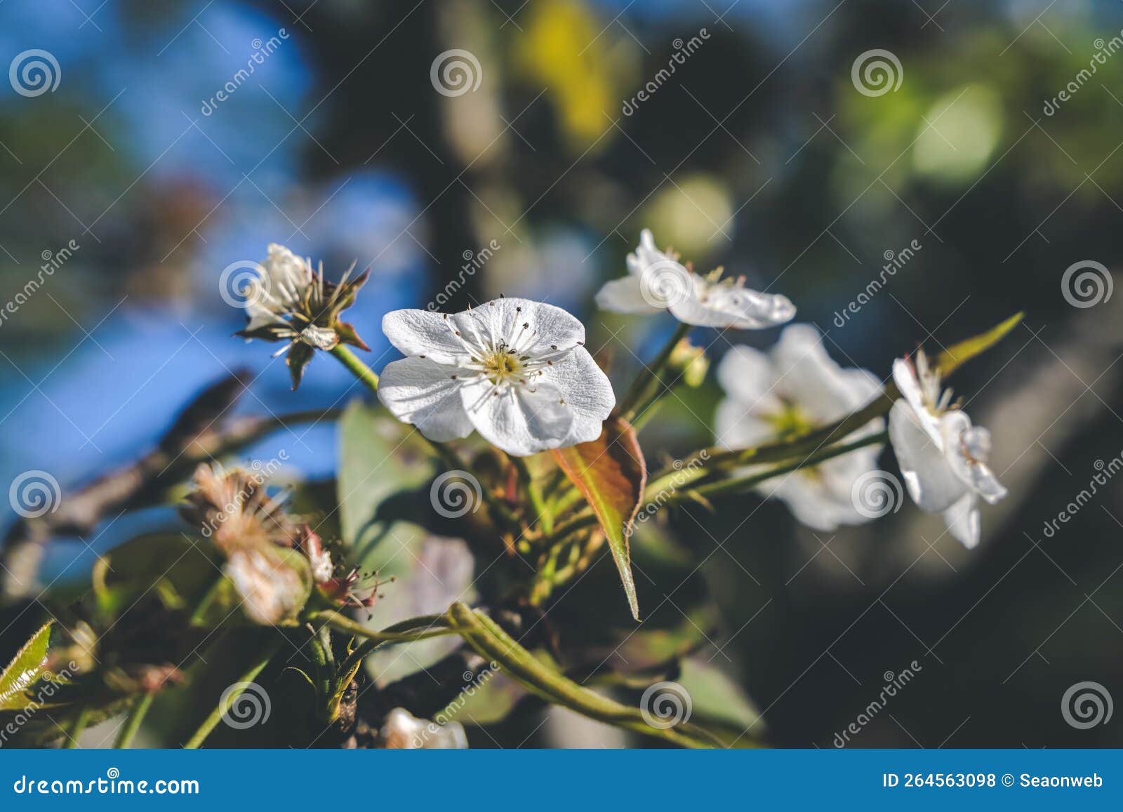 The Plum Bossom in the Winter Season Stock Photo - Image of japan ...