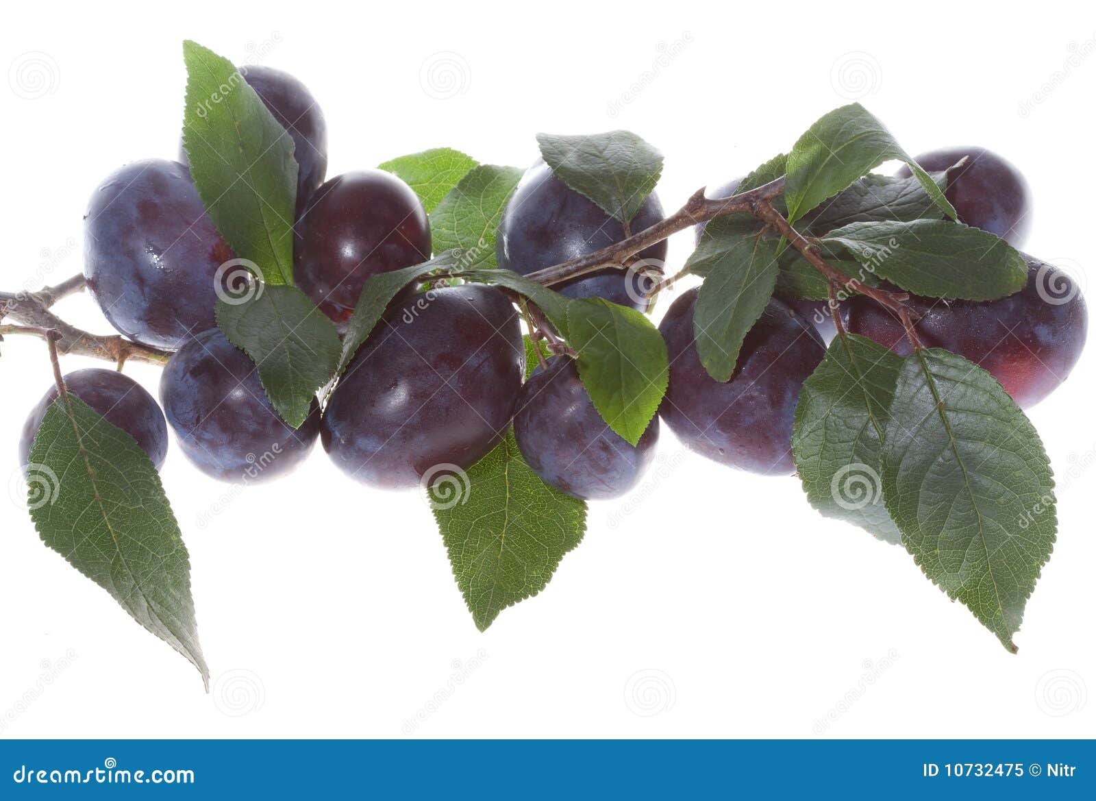 Plum branch stock image. Image of agriculture, taste - 10732475