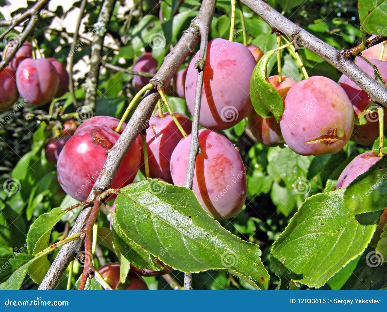 Plum on branch stock photo. Image of branch, giving, cherry - 12033616