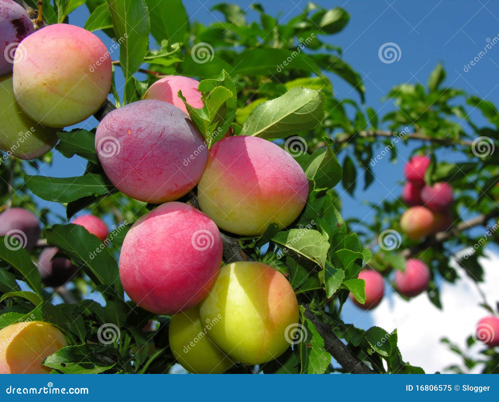 Plum branch stock image. Image of closeup, unripe, food - 16806575