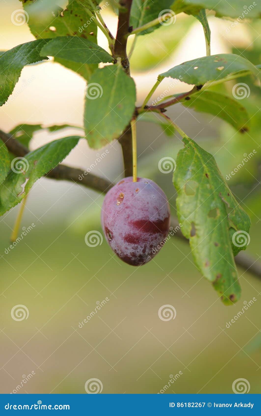 Plum on branch stock image. Image of vegetables, freshness - 86182267