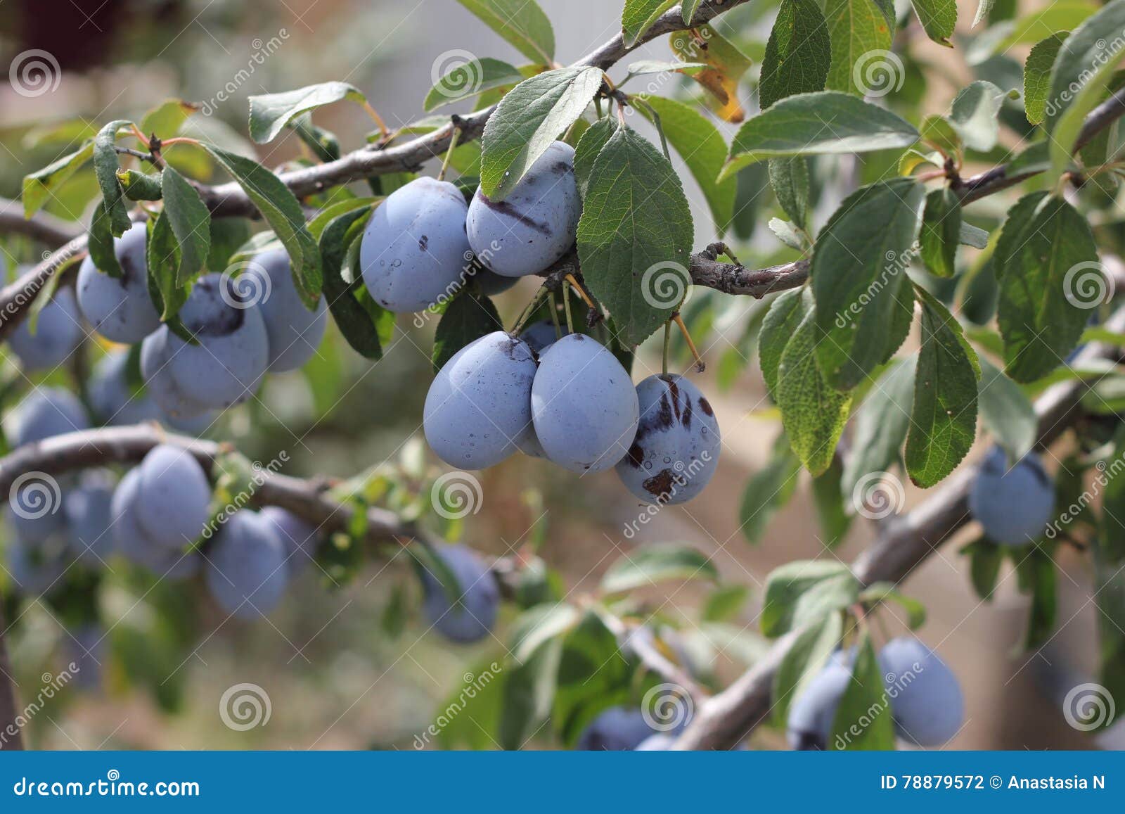 Plum on the branch stock photo. Image of green, food - 78879572