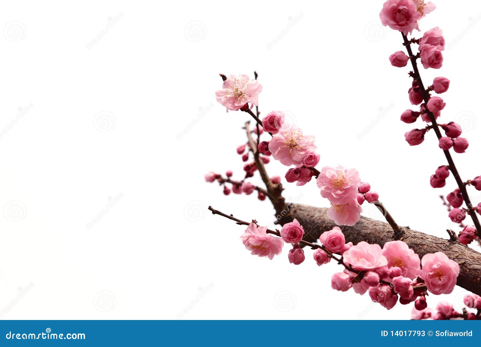Plum branch with flowers stock image. Image of blossoms - 14017793