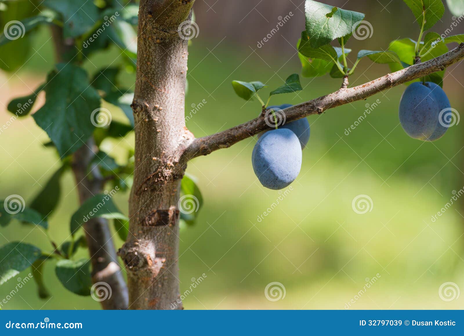 Plum on a Branch in an Orchard Stock Image - Image of produce, leaf ...