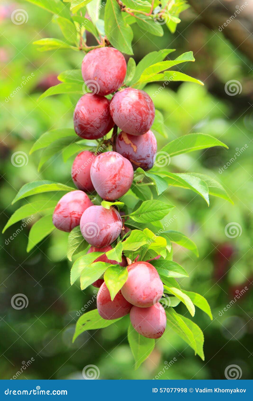 Plum stock photo. Image of prunoideae, fruits, tree, fruit - 57077998