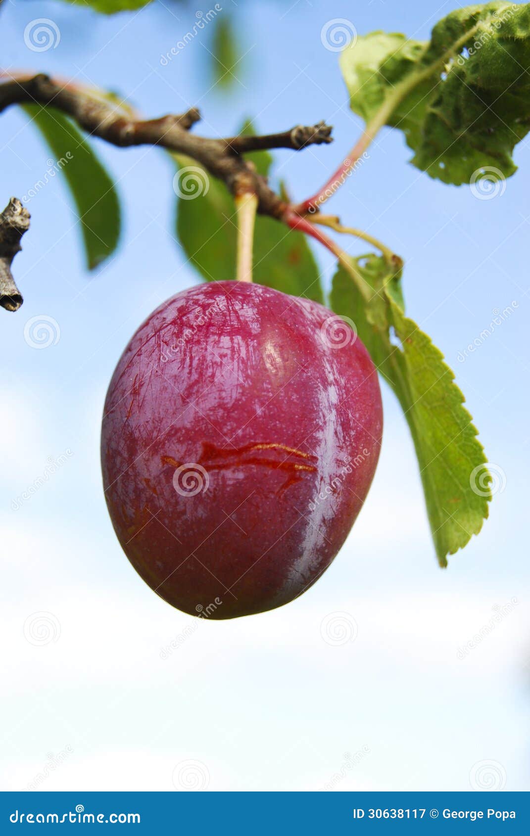 Plum on a branch stock image. Image of tasty, leafy, outdoors - 30638117