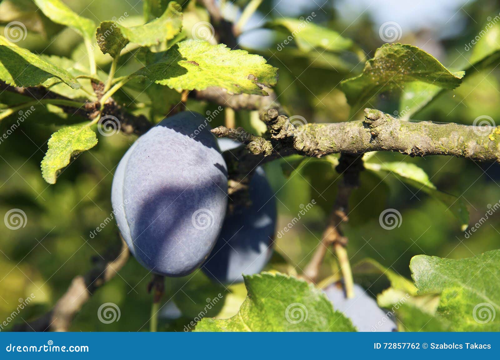 Plum crops on tree stock photo. Image of green, plum - 72857762