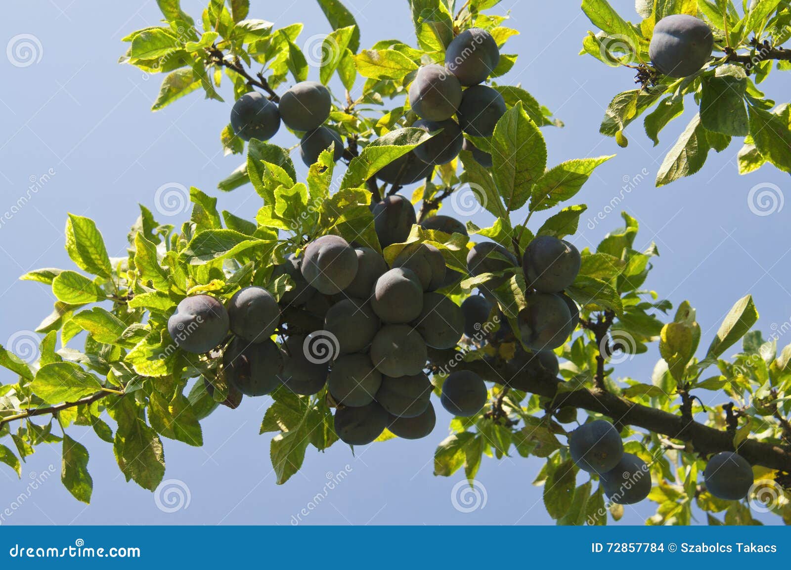 Plum crops on tree stock photo. Image of outdoors, closeup - 72857784