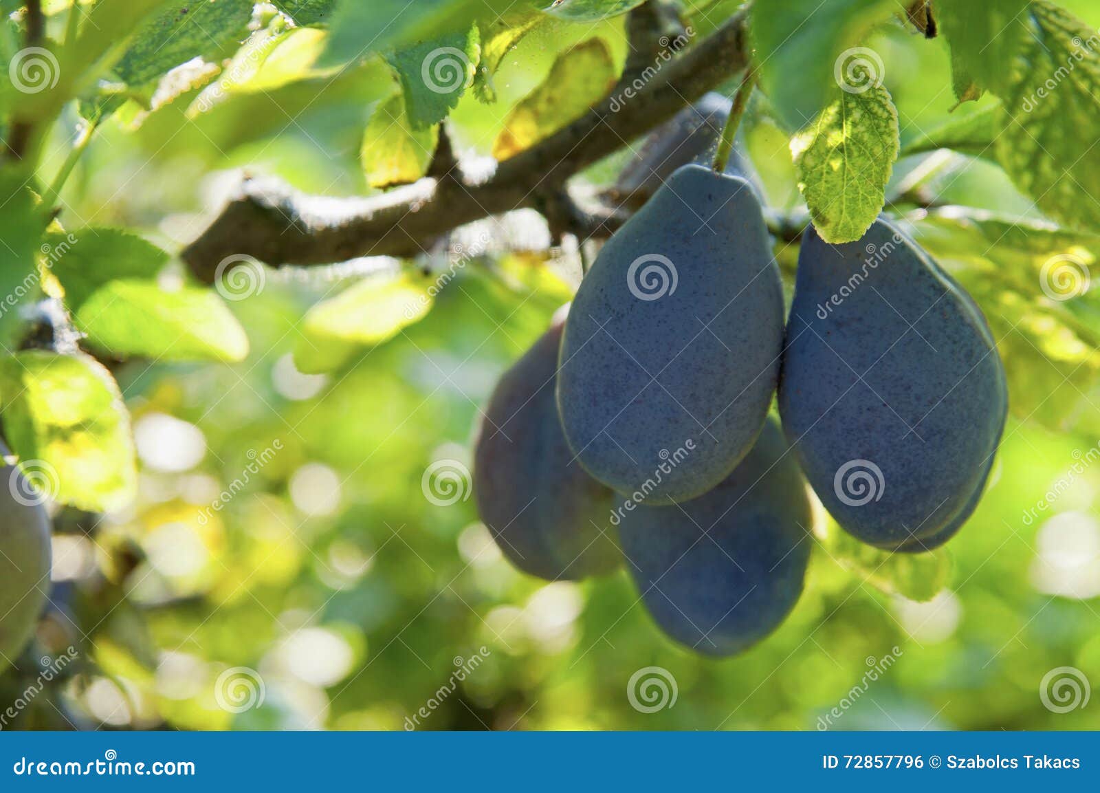 Plum crops on tree stock photo. Image of blue, angle - 72857796